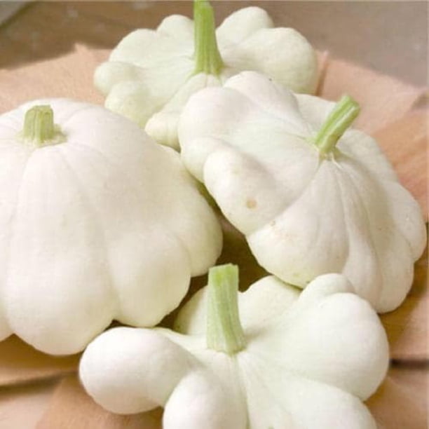50 WHITE Bush SCALLOP SQUASH (Patty Pan / Paty Pan / Squanter Squash ...