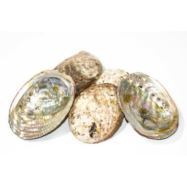 Triton Decorative Shell 10-11" Large Decorative Seashell - Walmart.com