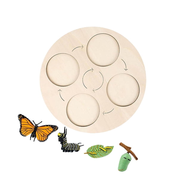 Montessori Life Growth Cycle Board Early #Educational for Preschool ...