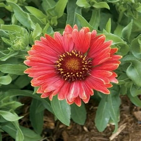 Arizona Red Shades Blanket Flower Perennial- Gaillardia - Live Plant ...
