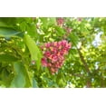 20 Seeds EAST INDIAN ALMOND Tree Terminalia Myriocarpa aka Hollock ...