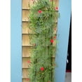 50 CYPRESS VINE MIX Ipomoea Quamoclit Convolvulus Hummingbird Star ...