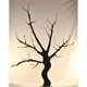 Winterland WL-HTR-06-BK-LOR 6 ft. Tall Halloween Tree With Black Base ...