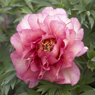 Highlight Peony - Deep Red Double Blooms - 2/3 Eye Bareroot - Walmart.com
