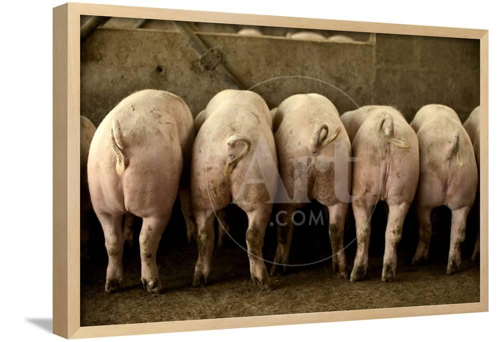 Large White Pigs Rear View, Lined Up in Pen, Framed Art Print Wall Art ...