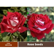 30 Rare Blue Climbing Rose Bush Seeds, Authentic Mix Seeds for Planting ...
