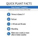 Bloomin' Easy Pinky Promise Snowberry Shrub, 1 Gal, Pink Berries, Mint ...