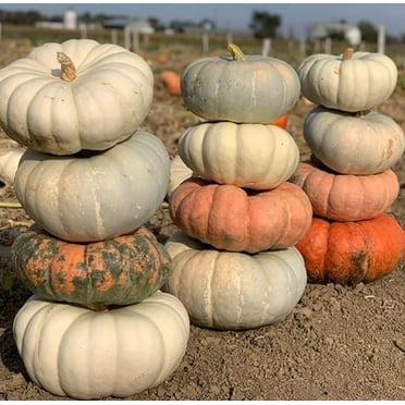 White Warty Specter Pumpkin Seeds for Planting (10 Seeds) - White ...