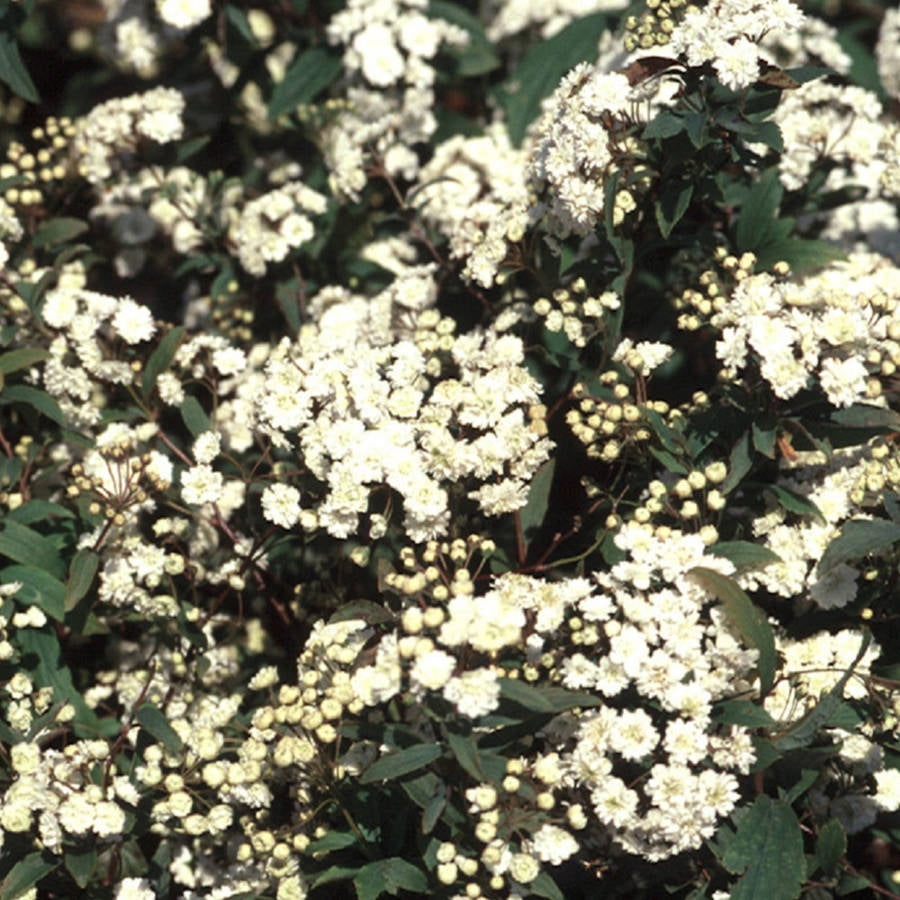 Reeves Bridal Wreath Spirea (2.5 Quart) White Blooming Deciduous Shrub ...