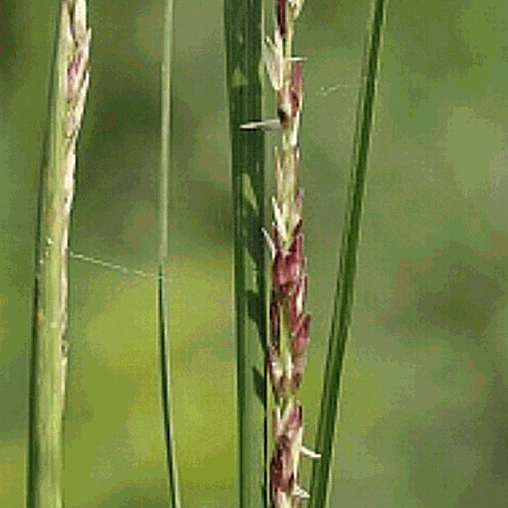 Everwilde Farms - 1 Lb Rough Dropseed Native Grass Seeds - Gold Vault ...