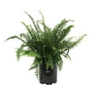 Nature's Way Farms Macho Fern Indoor Live Plant (18-24 in. Tall) in ...