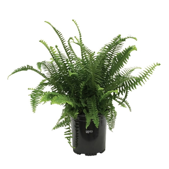 Nature's Way Farms Macho Fern Indoor Live Plant (18-24 in. Tall) in ...