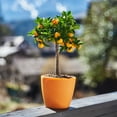 DeGroot Kishu Mandarin Citrus Live Tree - Walmart.com