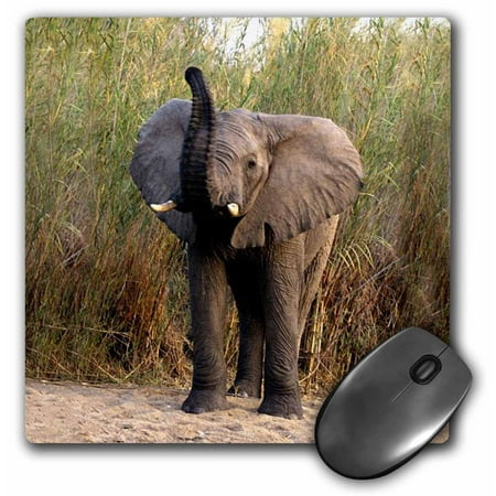 3dRose Elephant, Mouse Pad, 8 by 8 inches - Walmart.com