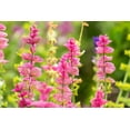Seedville 50 Pink Sundae Sage Salvia Viridis syn. Salvia Horminum Plant ...