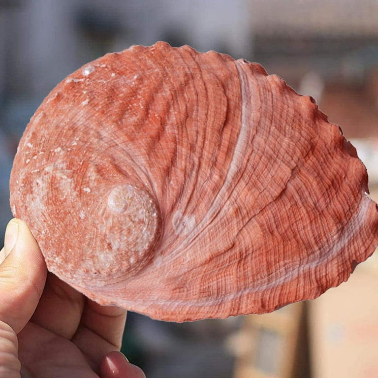 Red Abalone
