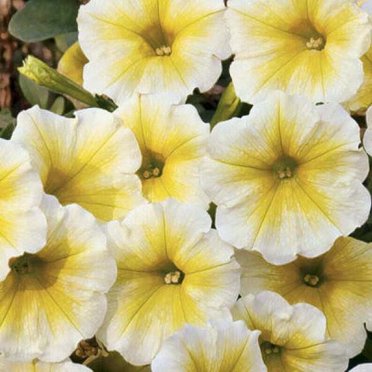 Easy Wave Yellow Petunia Spreading Flower Seeds - 30 Seeds - Walmart.com