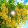 10 Seeds Golden Shower Tree Seeds Purging Cassia Fistula Indian