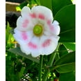 Autograph/Signature Tree - Clusia rosea - House Plant - 2" Pot ...