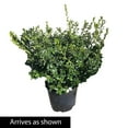 Karen Azalea Broadleaf Evergreen Flowering Shrub, grown in a 2.25 ...