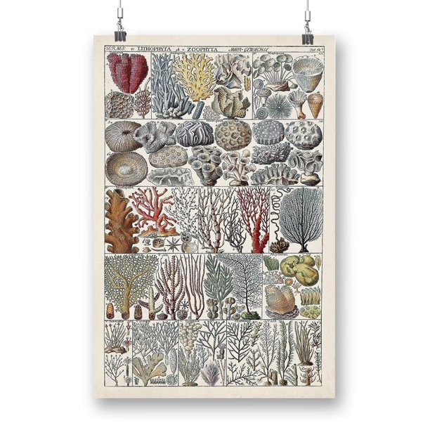 Coral Chart Poster - Vision Studio Designs, - Walmart.com