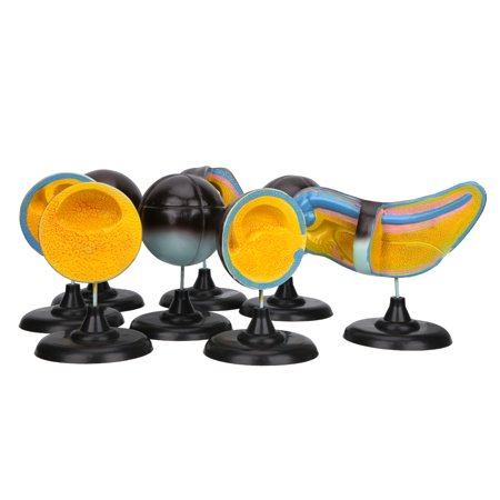 Frog Embryo Development Model Kit Biology Educational Display ...