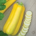 Burpee Butterstick Hybrid Straightneck Summer Squash Vegetable Seed, 1 ...