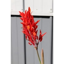 Beautiful Red Flowering Tropical Black Canna Lily Fresh Top Size ...