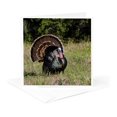 3drose, Wild Turkey Male Strutting., 12 Greeting Cards with Envelopes ...