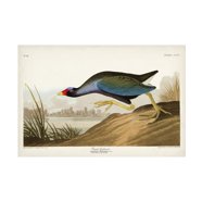 Jacob Green 'Backyard Birds I' Canvas Art - Walmart.com