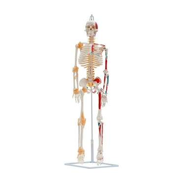 Axis Scientific Skeleton Model of a 5-Year Old Child, Half ...