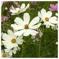 Everwilde Farms - 500 Purity Cosmos Garden Flower Seeds - Gold Vault ...