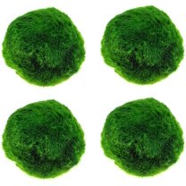 Java Moss Vesicularia Dubyana Live Aquarium Plants BUY 2 GET 1 FREE ...