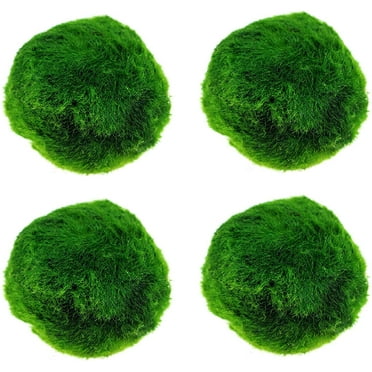 Java Moss Vesicularia Dubyana Live Aquarium Plants BUY 2 GET 1 FREE ...