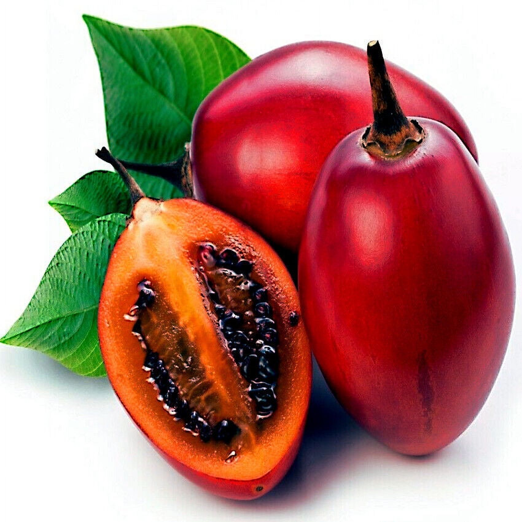 Tamarillo Tree Tomato Seeds Yields 60 lbs Of Garden Fruit Fast Growing Tamarillo Tree Tomato Seeds Yields 60 lbs Of Garden Fruit Fast Growing