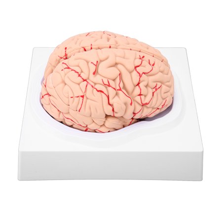 Human Brain Model, Anatomical Brain Model Odorless High Strength 8 ...