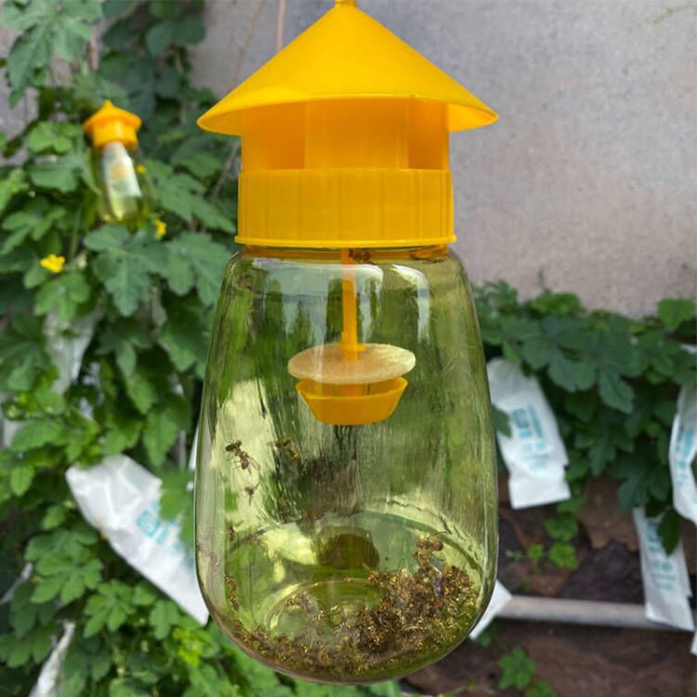 Trampa para moscas de la fruta trampa para matar Drosophila con ...