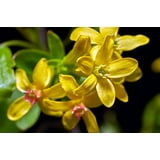 20 GOLDEN CURRANT SHRUB Black Fruit Yellow Flower Ribes Chrysobotrya ...