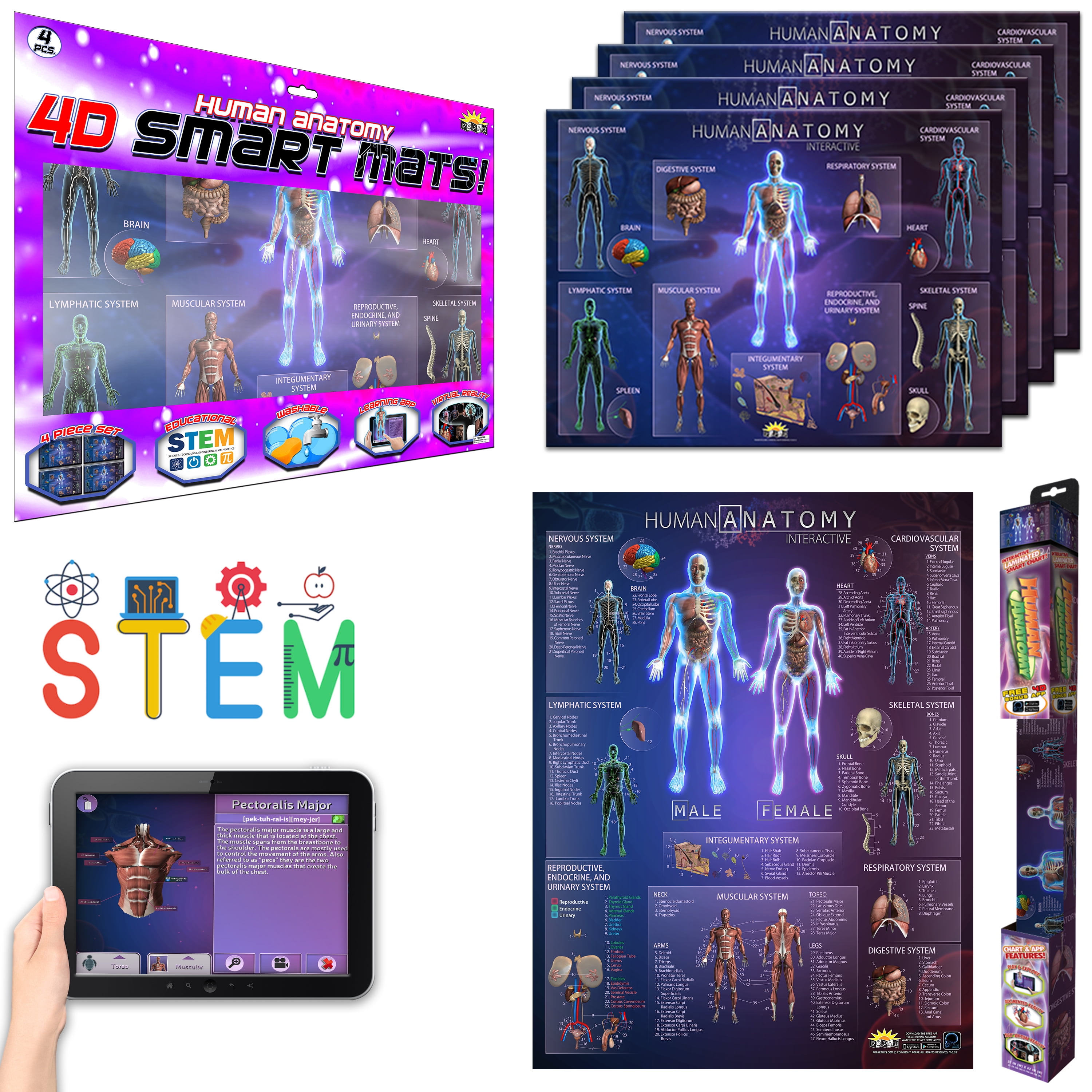 Human Anatomy Chart and Mats Bundle With 4D Interactive App - Walmart.com