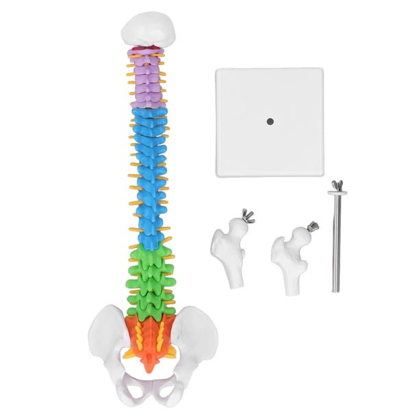 Human Spine Model,Spine Model PVC 45cm Spine Bone Model Anatomy Spine ...