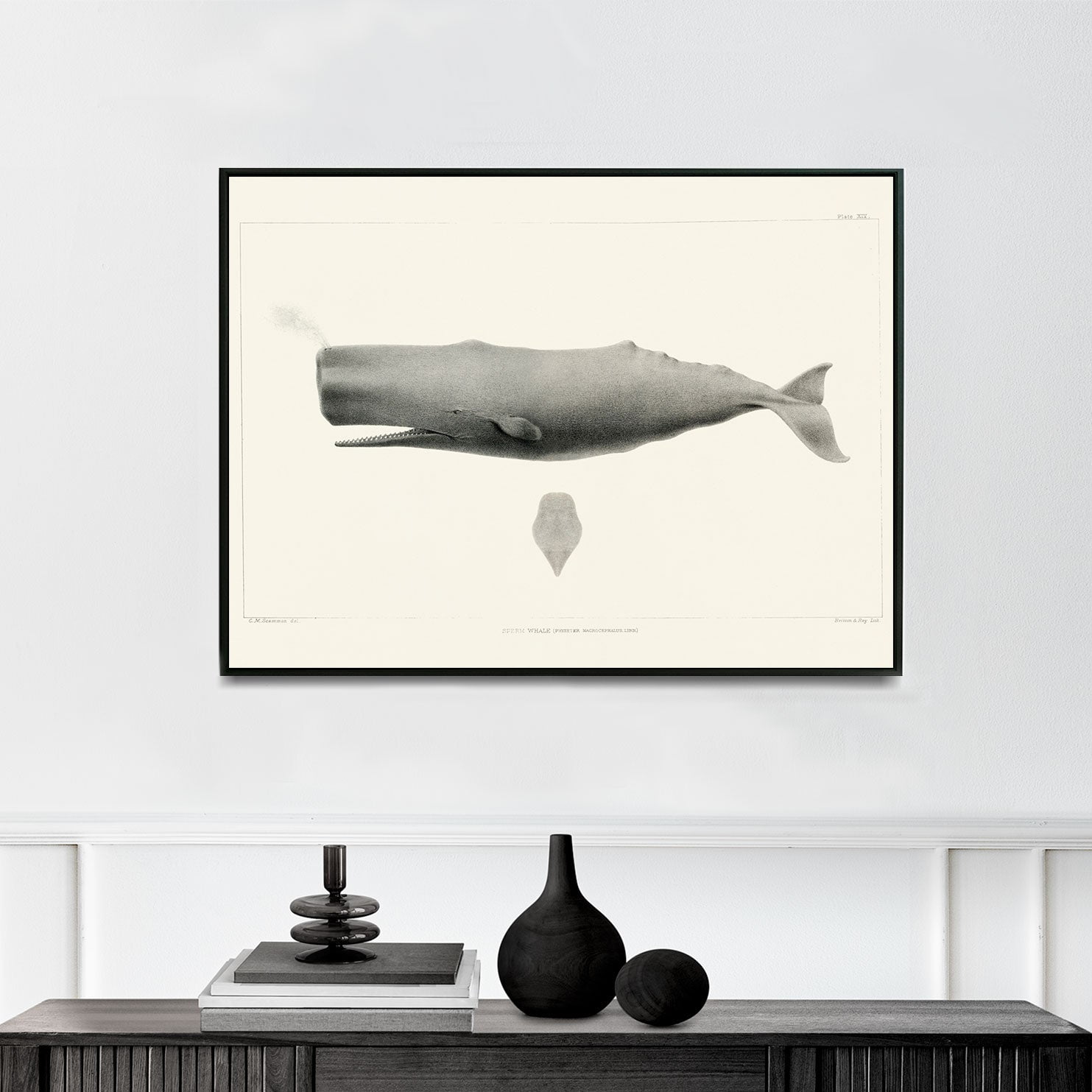 Sperm Whale - Physeter macrocephalus - 1872 | Charles Melville Scammon ...