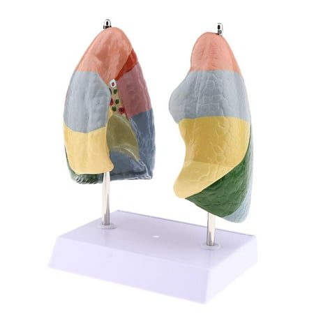 Lifesized Human Lung Model With Base, Educational Toy Teaching Display ...