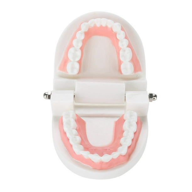 Denture Model Gums Model Standard Adut Teeth Model Teaching Tool ...