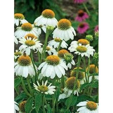 1200 Pyrethrum Seeds White yellow purple Perennial Tanacetum ...