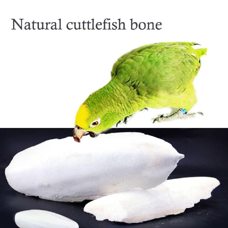 Cuttlefish Cuttle Fish Bone Parrotts Birds Reptiles Rabbits Tortoise ...