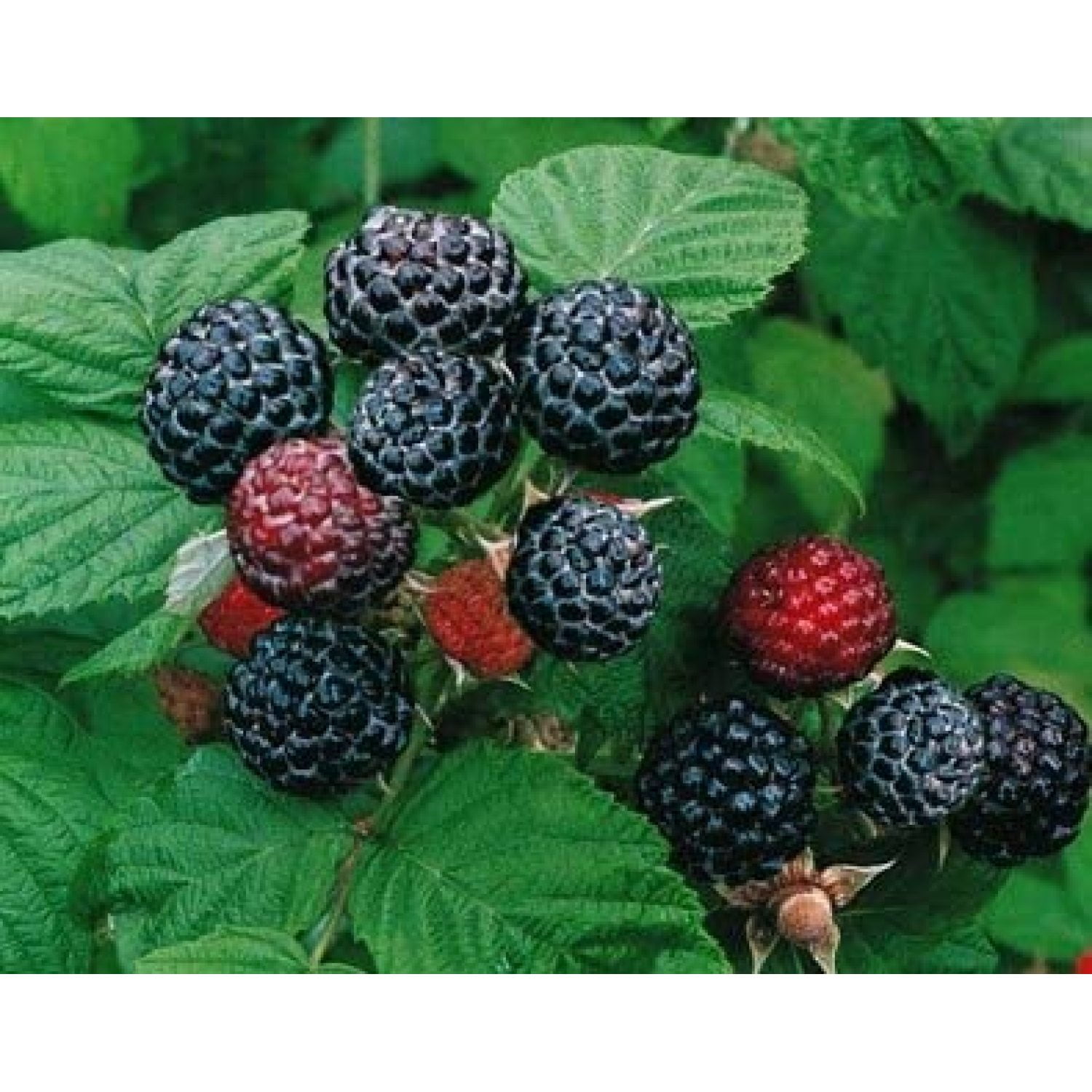 2 Jewel - Black Raspberry Plant - Everbearing - All Natural Grown ...