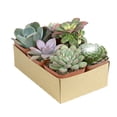 Element by Altman Plants Multicolor Succulent, Live Indoor House Plants ...