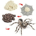 Insect Growth Cycle Ornaments Spider-star Tarantula Bee Life Stage ...