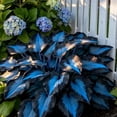 Blue Hosta Bulbs--Large Heart Shaped Foliage--Glaucous Leaves--Shade ...