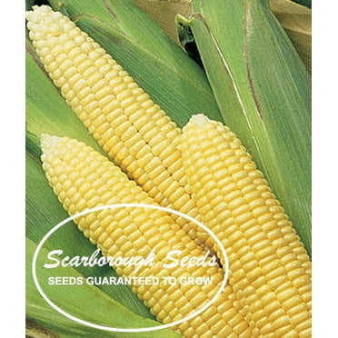 Honey Select Hybrid Triplesweet Corn Garden Seeds (Treated) - 1 Lb ...